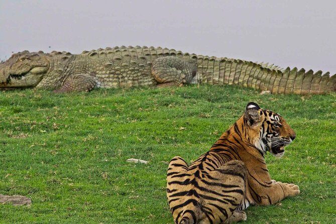 Panna Tiger Reserve Tour from Khajuraho - Authentic Reviews and Their Insights
