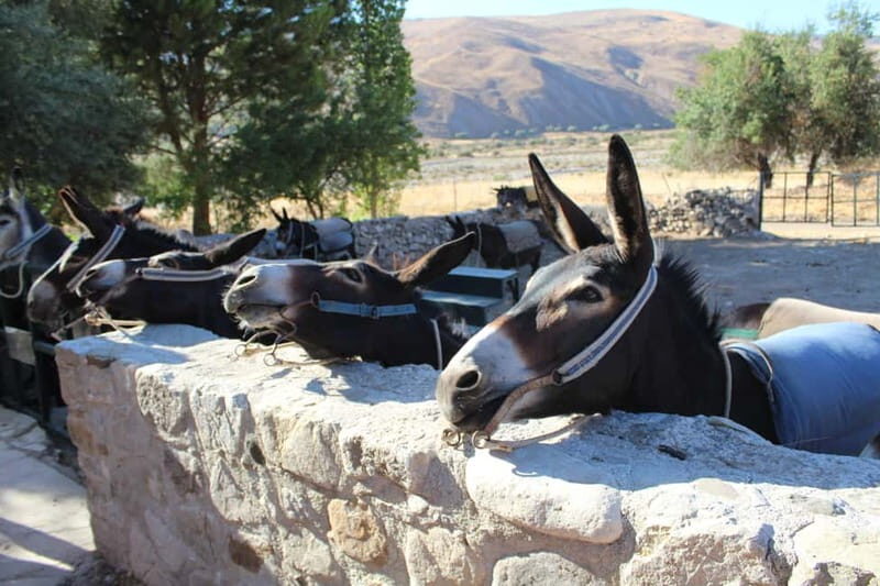 Paphos/Limassol: Donkey Farm Day Trip with Lunch & Tastings - An Authentic Day in the Cypriot Countryside