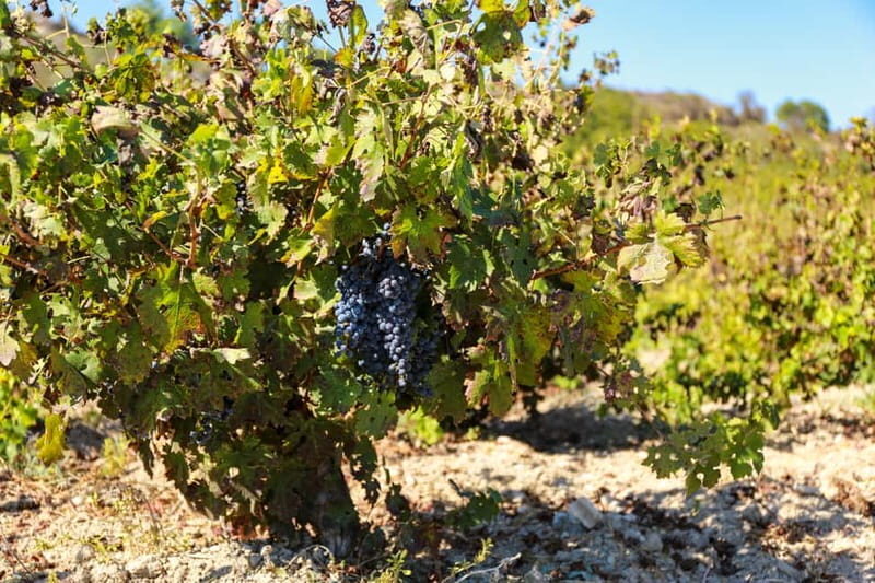 Paphos: Local Wineries Tour with Wine Tastings - Final Thoughts