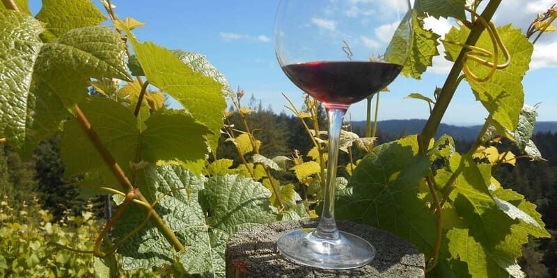 Paphos: Private Wine Tour with Tastings and Winery Visits - The Itinerary Breakdown: What to Expect