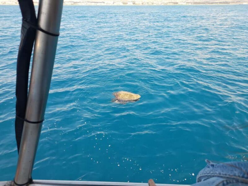 Paphos: The Yellow Glass-Bottom Boat Cruise Swim & Snorkel - Scenic Return Along the Coastline