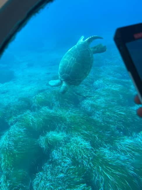 Paphos: Turtle Watching Cruise,Snorkelling Adventure &Sunset - The Itinerary in Detail
