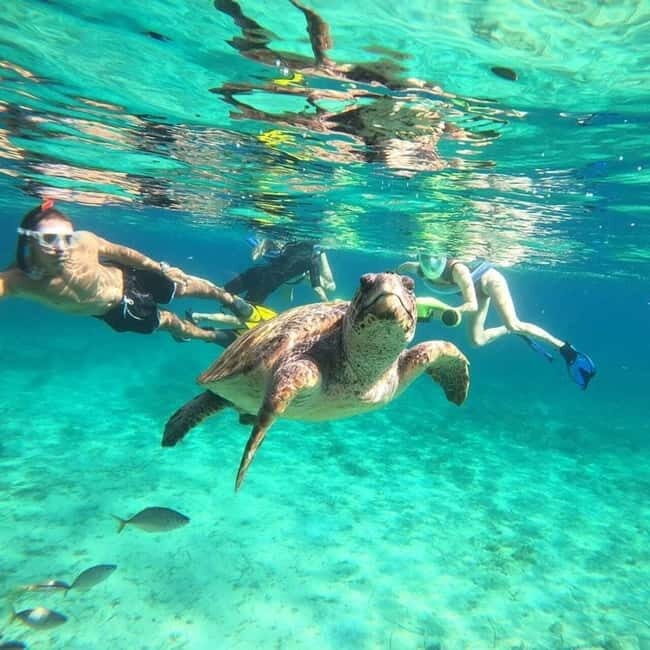 Paphos: Turtle-Watching Snorkeling Sea Scooter Trip - The Experience: How It All Fits Together