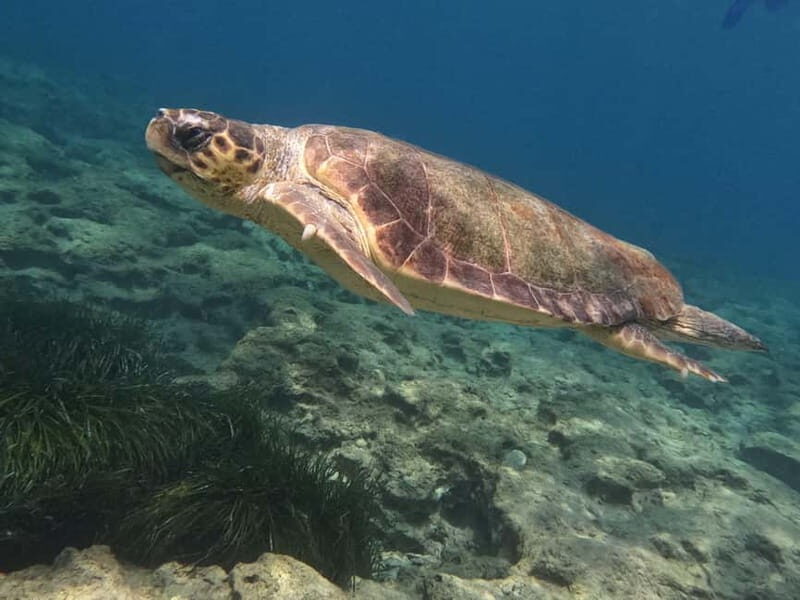 Paphos: Turtle-Watching Snorkeling Sea Scooter Trip - Final Thoughts: Is This Tour for You?