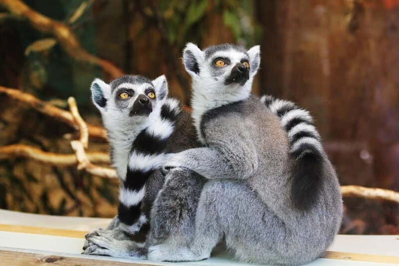 Paphos: Zoo Visit and Blue Lagoon Cruise with Guide & Lunch - Key Points
