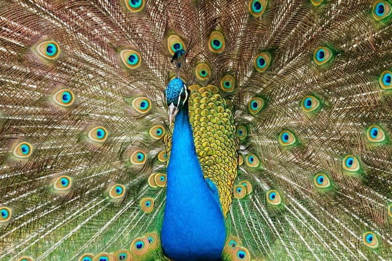 Paphos: Zoo Visit and Blue Lagoon Cruise with Guide & Lunch - FAQ