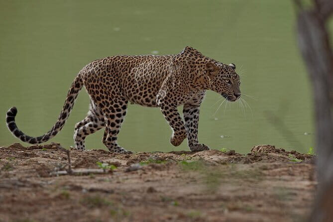 Paradise Ella Day/OneWay Tourvisit or without(Udawalawe/Yala)Tour - FAQ