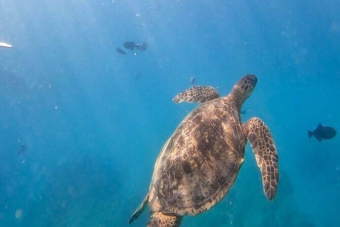 Paradise Honu Morning Snorkeling Tour - Why This Tour Delivers Good Value