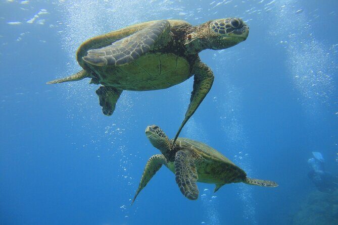 Paradise Honu Snorkeling Tour - What Makes the Paradise Honu Snorkeling Tour Stand Out?