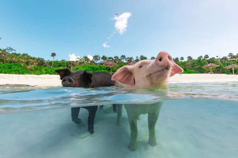 Paradise Island: Rose Island Tour with Swimming Pigs & Lunch - Key Points