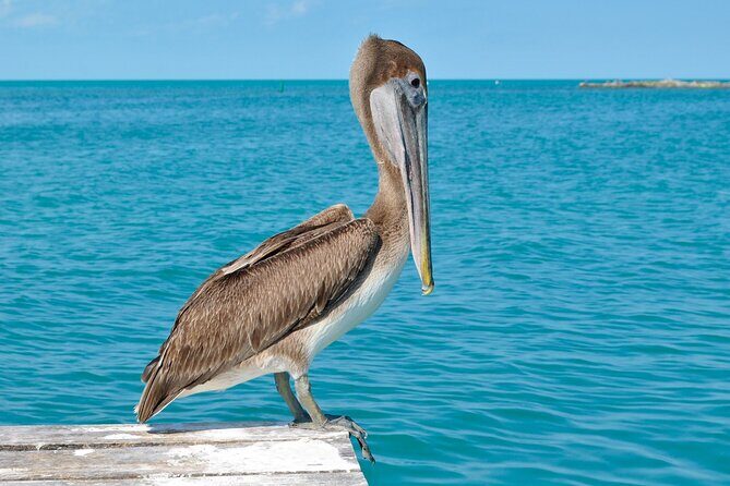 Paradise Islands Tour: Isla Contoy and Isla Mujeres - The Sum Up