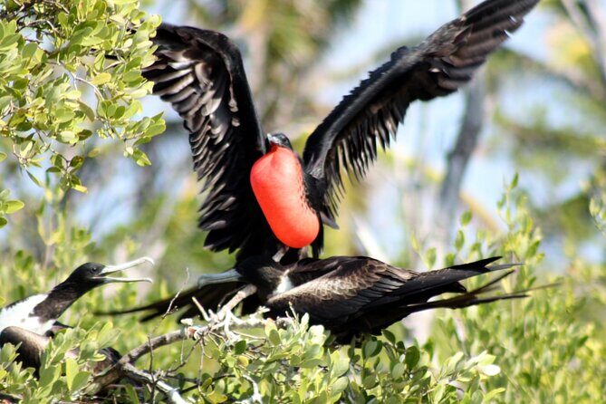 Paradise Islands Tour: Isla Contoy and Isla Mujeres - FAQ