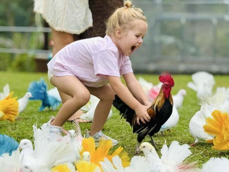 Paradise Park Farm Entry Ticket with Transfer - An In-Depth Look at Paradise Park Farm