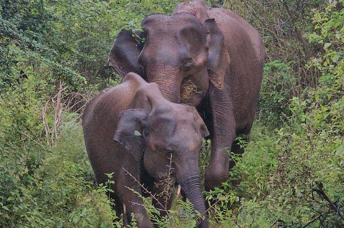 Paradise Sigiriya,Kandy,Nuwara eliya,Ella(Udawalawe/Yala)Tours - Who Will Get the Most Out of This Tour?