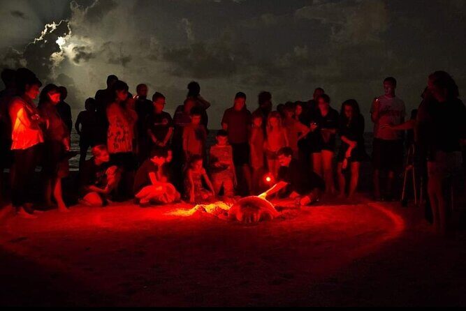 Paradise Turtle Watching Tours - A Step-by-Step Breakdown of the Itinerary