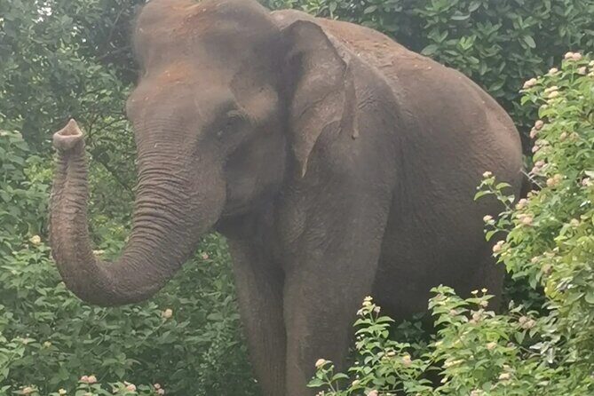Paradise Udawalawe Safari Tours - Who Is This Tour Best For?