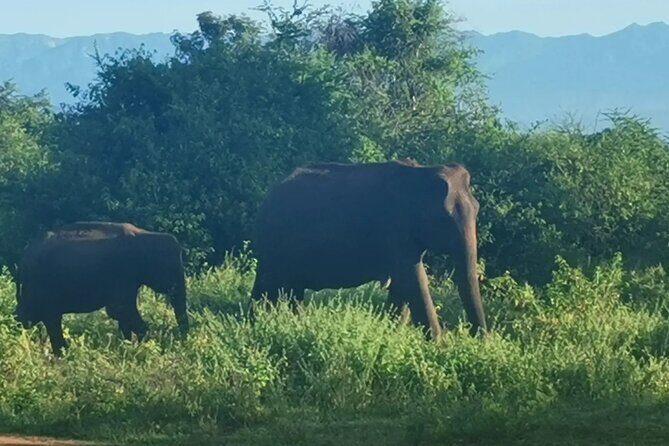 Paradise Udawalawe Safari Tours - FAQs