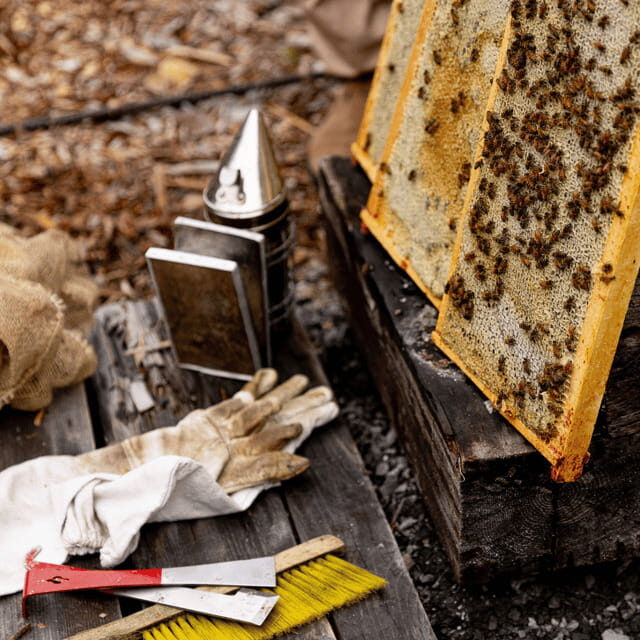 Paradise Valley: Bee Adventure Tour! - Key Points