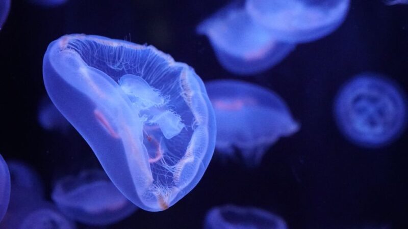 Paris: Aquarium de Paris Entrance Ticket - Who Will Love This Experience?