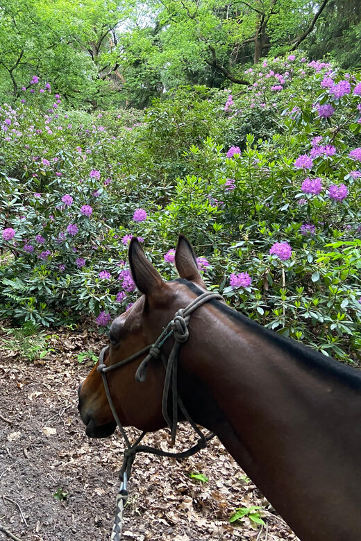 Paris: Aumont-en-Halatte Horseback Riding Tour - Authentic Experiences from Travelers