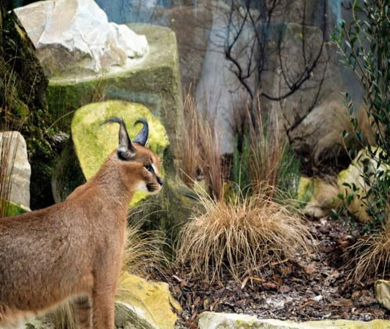 Paris: Ménagerie Zoo of Jardin des Plantes Entrance Ticket - Key Points
