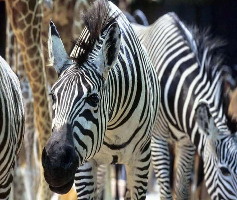 Paris: Ménagerie Zoo of Jardin des Plantes Entrance Ticket - An In-Depth Look at the Ménagerie Zoo Experience