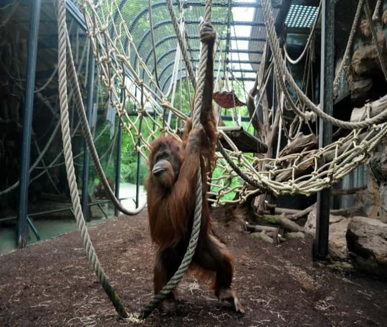 Paris: Ménagerie Zoo of Jardin des Plantes Entrance Ticket - The Sum Up