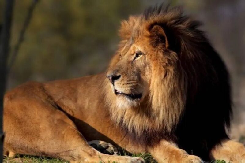 Paris: Paris Zoological Park Entrance Ticket - An In-Depth Look at What to Expect