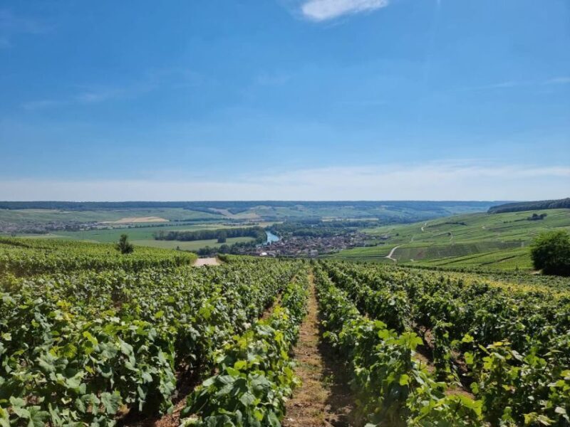 Paris: Private Epernay Trip with Champagne Vineyard Tastings - A Deep Dive Into the Champagne Experience