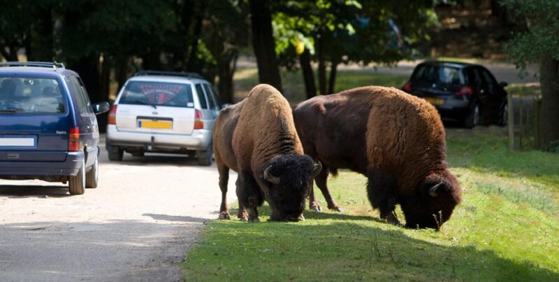 Paris: Thoiry Castle and Safari Park Private Tour - What to Expect on the Tour