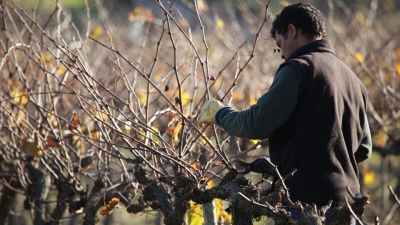 Paris: Two Reims Champagne Vineyards with Tastings and Lunch - An Overview of the Experience