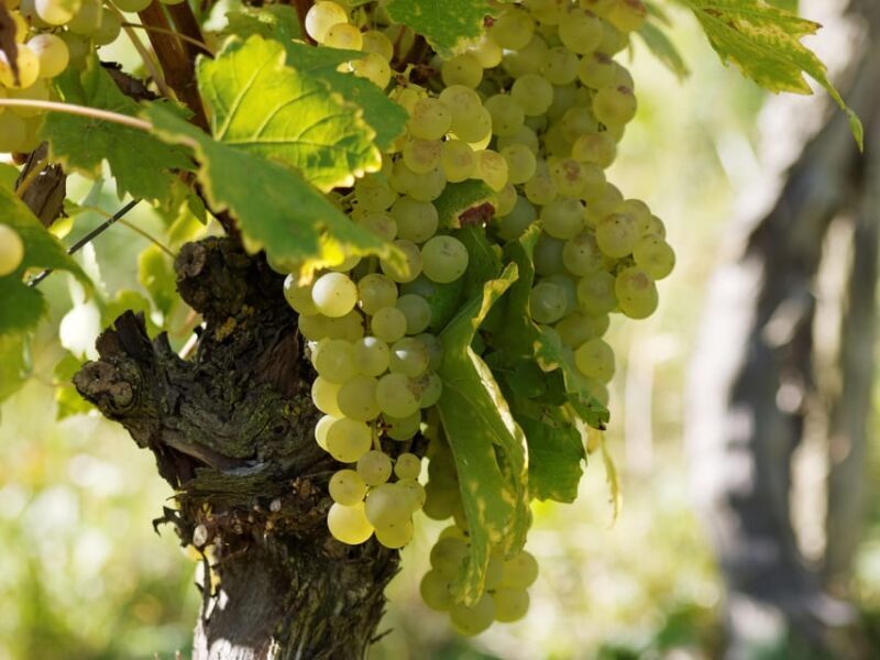 Paris VIP: Burgundy Wine Region Chauffeur Driven Tour 14 hrs - Introduction