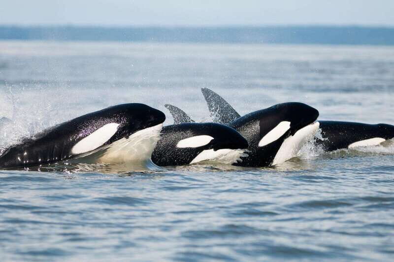 Parksville: Half-Day Whale and Wildlife Adventure - Key Points