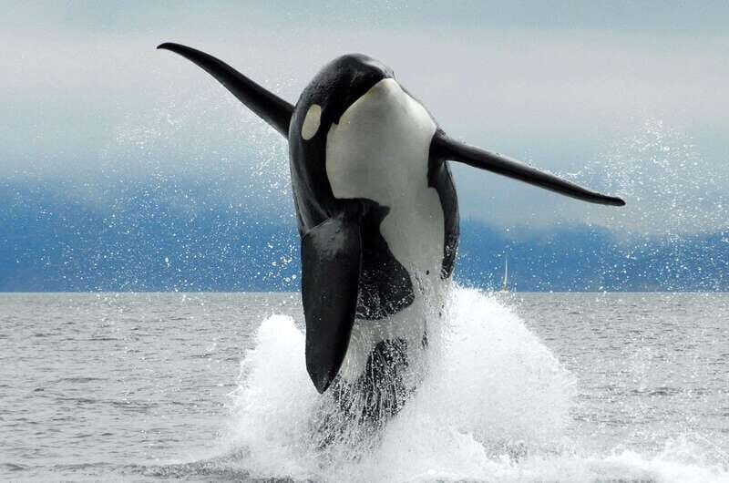 Parksville: Half-Day Whale and Wildlife Adventure - An In-Depth Look at the Experience