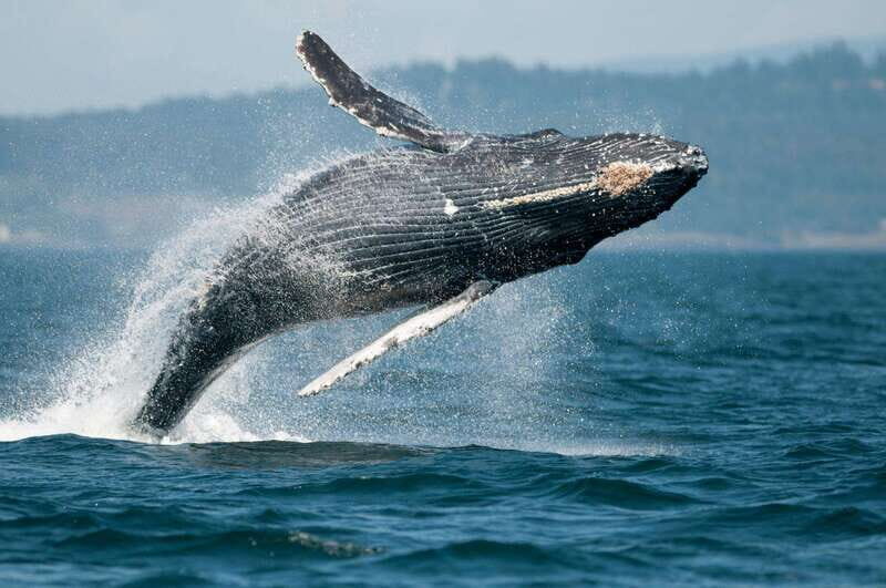 Parksville: Half-Day Whale and Wildlife Adventure - FAQ