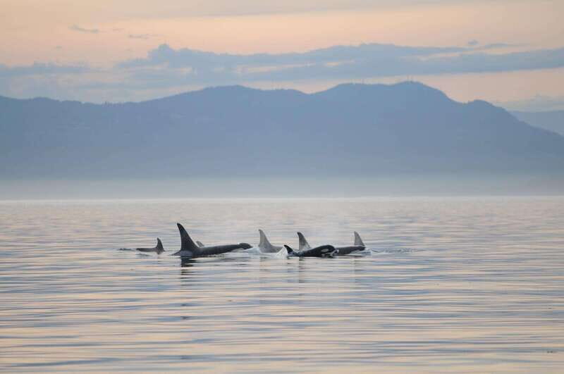 Parksville: Sunset Whale and Wildlife Adventure - Setting Out from Parksville: What to Expect