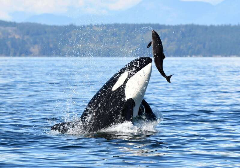 Parksville: Sunset Whale and Wildlife Adventure - The Sunset: A Photographic Dream