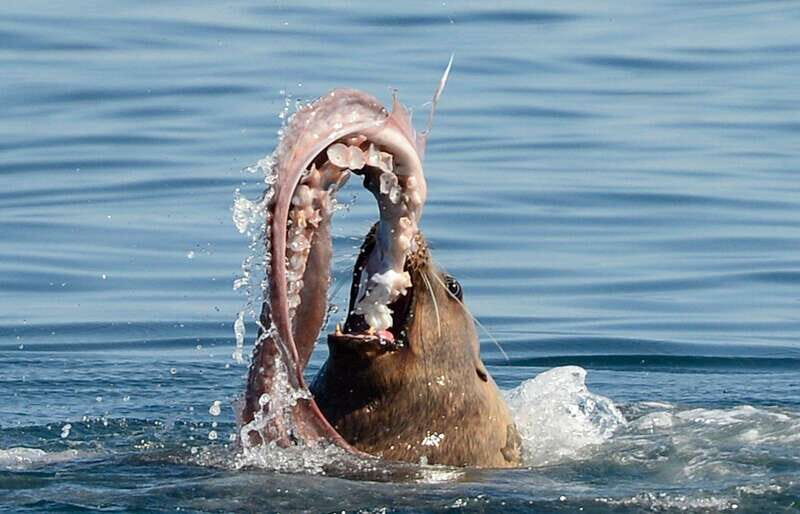 Parksville: Sunset Whale and Wildlife Adventure - Practical Details and Comfort