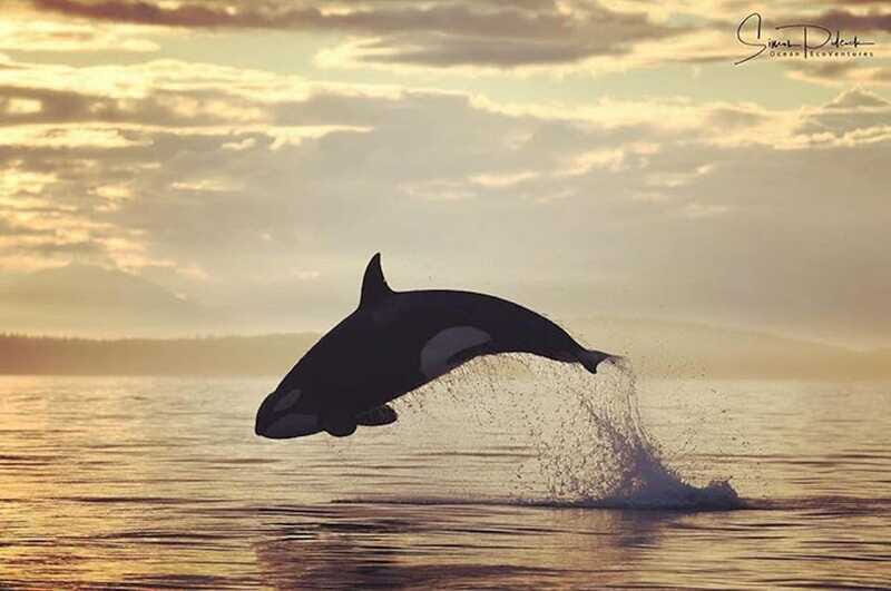 Parksville: Sunset Whale and Wildlife Adventure - Who Will Love This Tour?