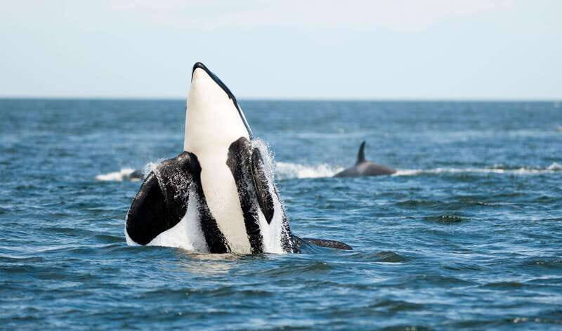 Parksville: Sunset Whale and Wildlife Adventure - Concluding Thoughts: Why Choose This Tour?