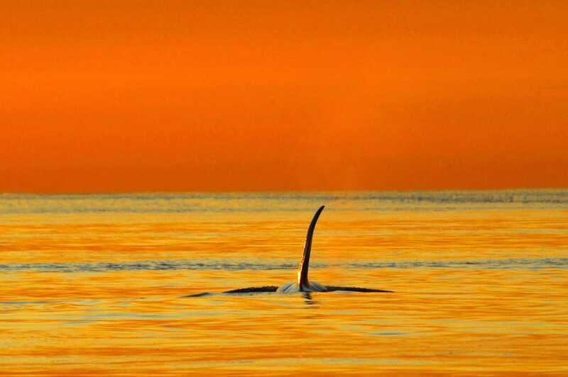 Parksville: Sunset Whale and Wildlife Adventure - FAQ