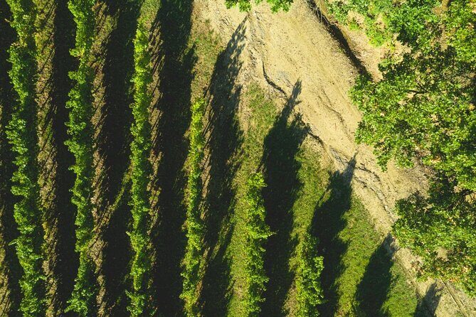Parma Hills and Wine Tasting with Food Platter - Who Should Consider This Tour?