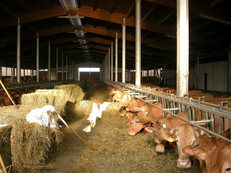 Parma: Parmigiano-Reggiano Cheese Tour - Price and Value