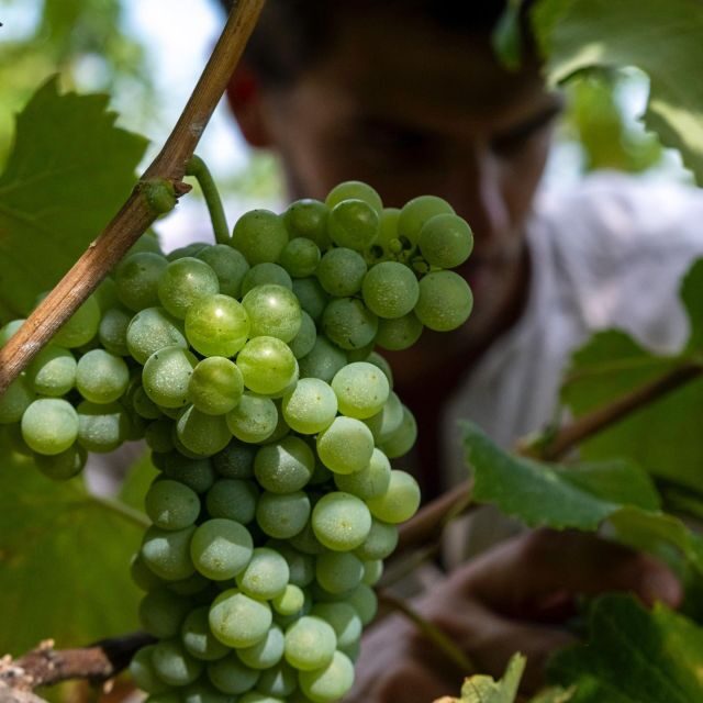 Parma: Winery Tour and tasting - An In-Depth Look at the Parma Winery Tour