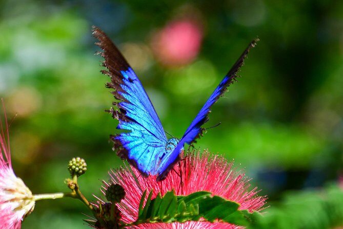 Paronella Park and Millaa Millaa Falls Full-day Tour from Cairns - FAQ