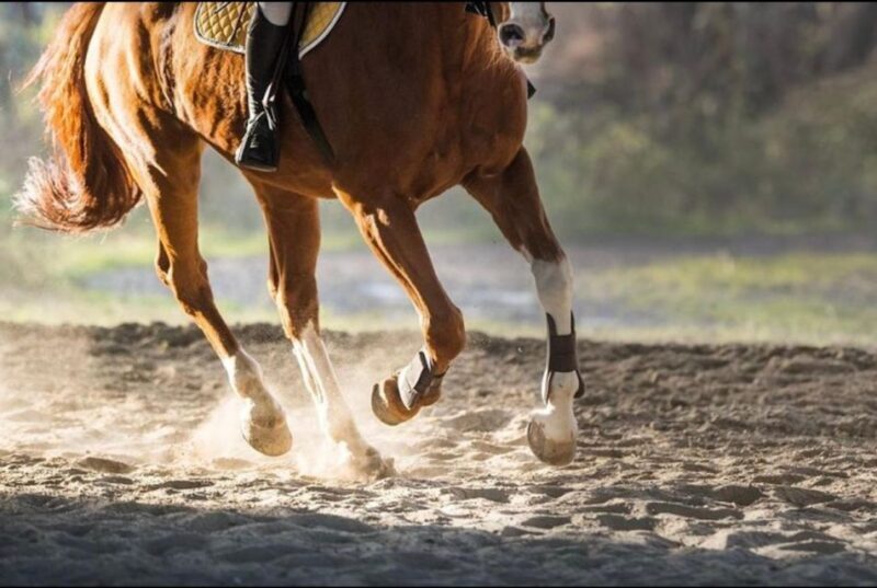 Paros: Morning Island Horseback Riding Adventure - Exploring the Paros Horseback Riding Tour