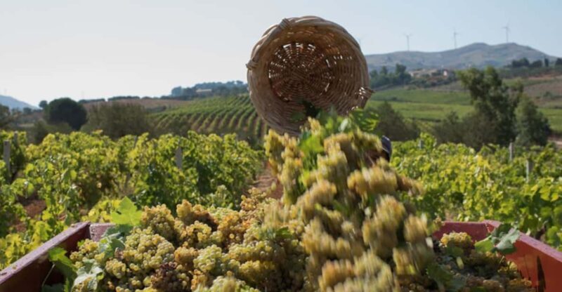 Partinico:Grape harvest in the lands of FrederikII of Swabia - Authenticity and Highlights