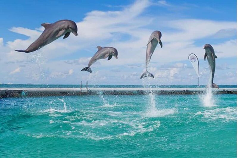 Party Boat in Punta Cana with Drinks Included - The Itinerary and Experience Breakdown