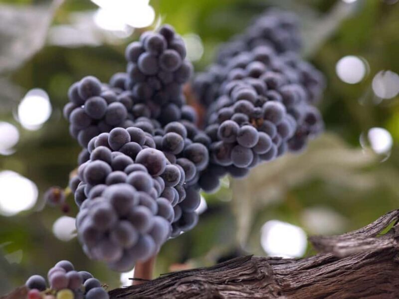 Paso Robles & Atascadero: 3-Winery Tour Including Lunch - In-Depth Itinerary Breakdown