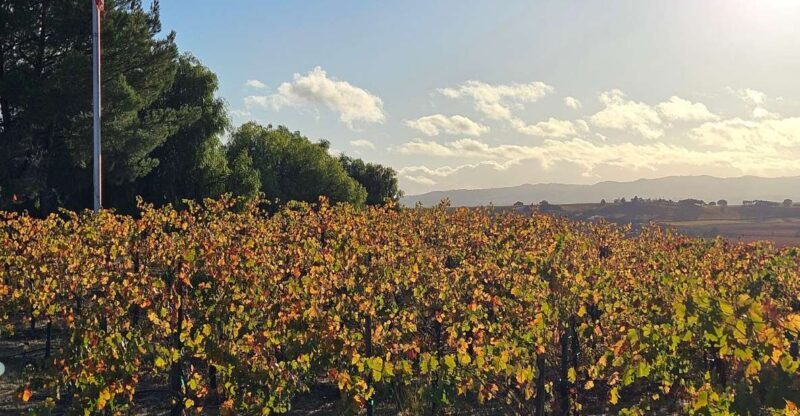 Paso Robles & Atascadero: 3-Winery Tour Including Lunch - Why Choose This Tour?